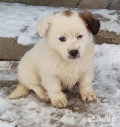 Щенки с приданым