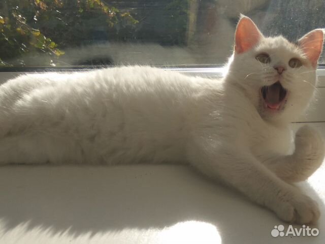 Белый котёнок девочка