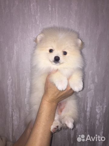 Мальчик-Красавчик Шпиц Померанский