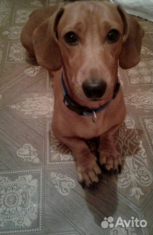 Потеряна такса