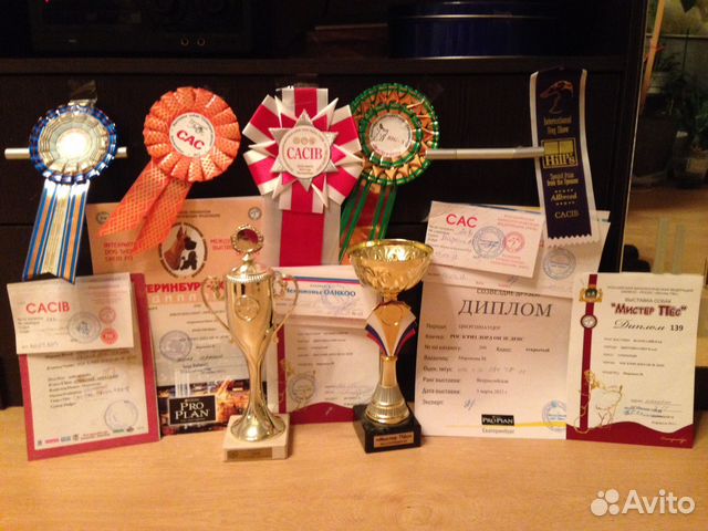 Кобель для вязки. Белый цвергшнауцер. Документы, п