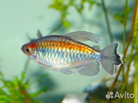 Тетра Конго 6 мес