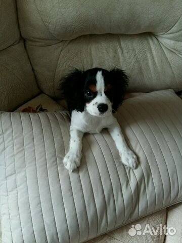 Кавалер кинг-чарльз спаниель