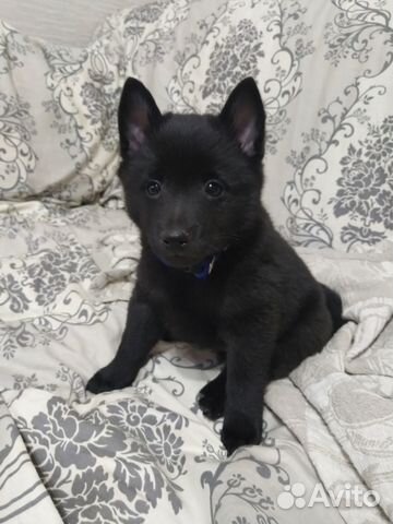 Щенок шипперке