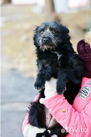 Черри в добрые руки