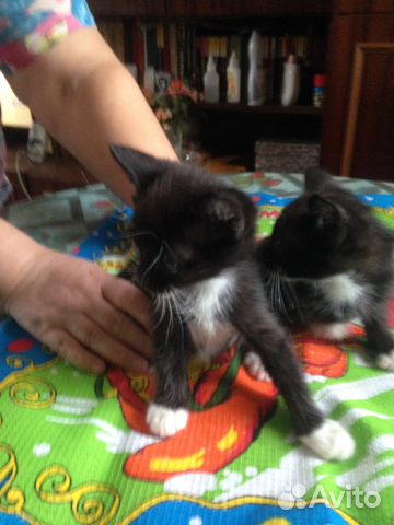 Отдаем котят