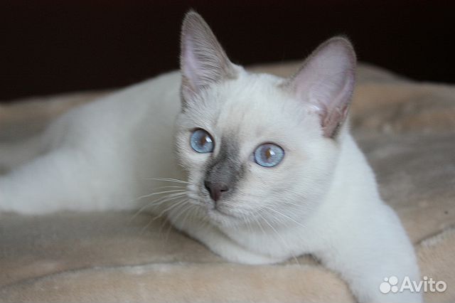 Тайские котята из питомника Варадеро