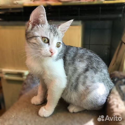 Котёнок Басти в добрые руки