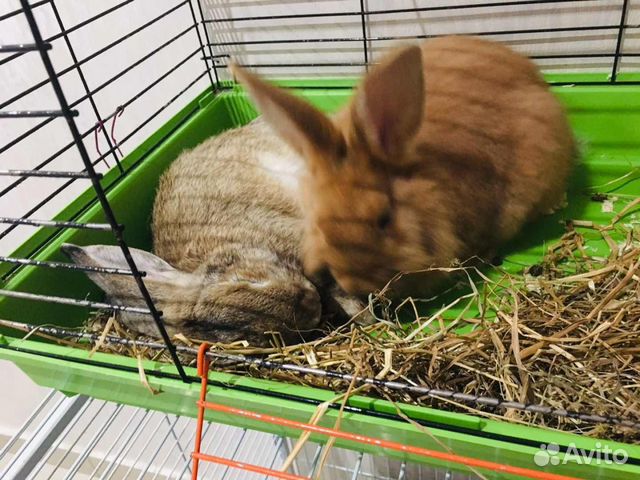 Нидерландские кролики