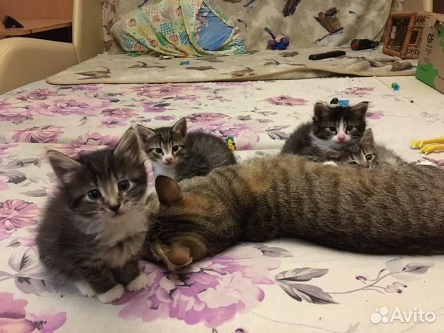 Добрые веселые котята