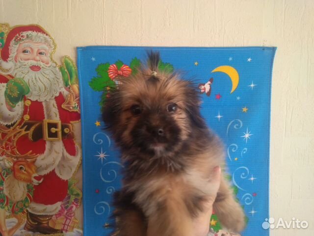 Помесь шпица и йорка