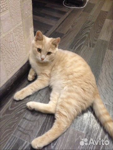 Молодой кот Шаня в добрые руки