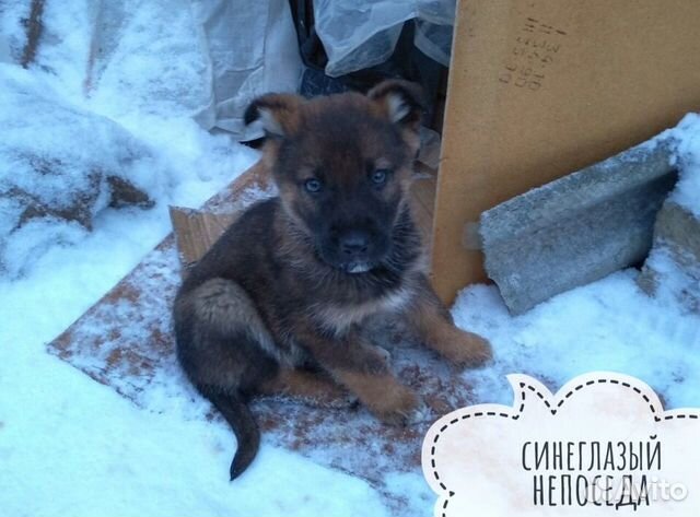 Щенок в добрые руки