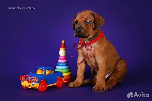 Щенки Родезийского Риджбека