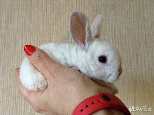 Карликовые мини кролики Рекс