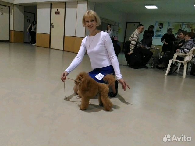 Приглашаем для вязки с красным той-пуделем