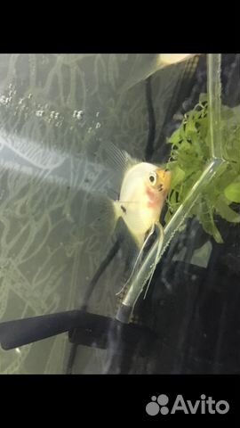 Отдам скалярию / аквариумная рыбка