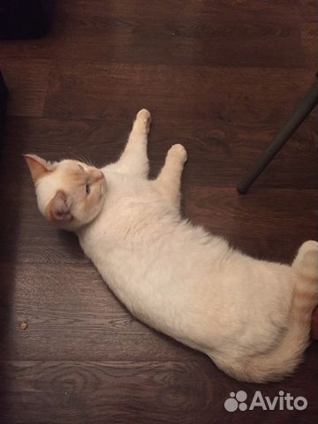 Вязка за котенка