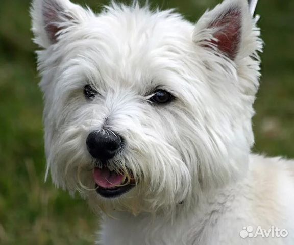 Вест хайленд вайт терьер