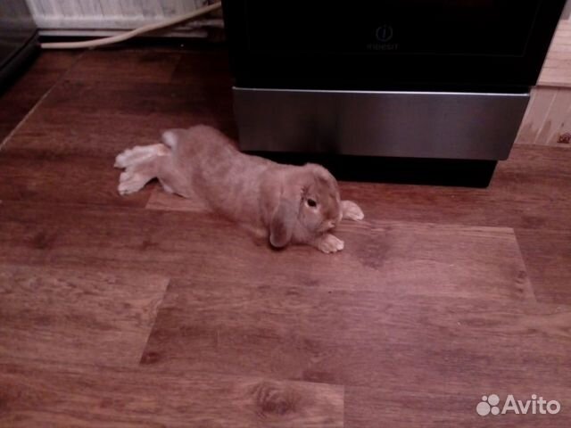 Кролик вислоухий