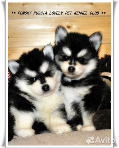 Помски мини хаски F3