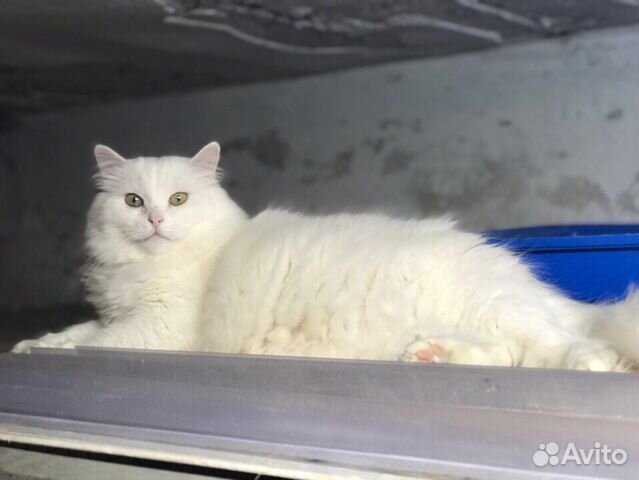 Кот Шаня в приюте «Право на Жизнь»