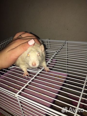 Крыса-альбинос