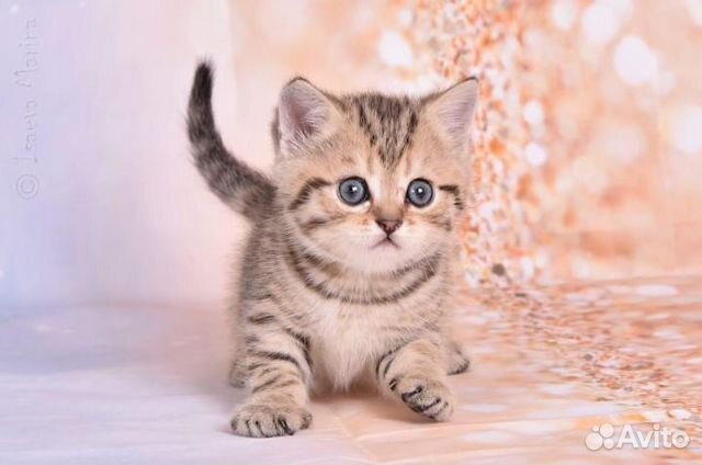 Британские котята