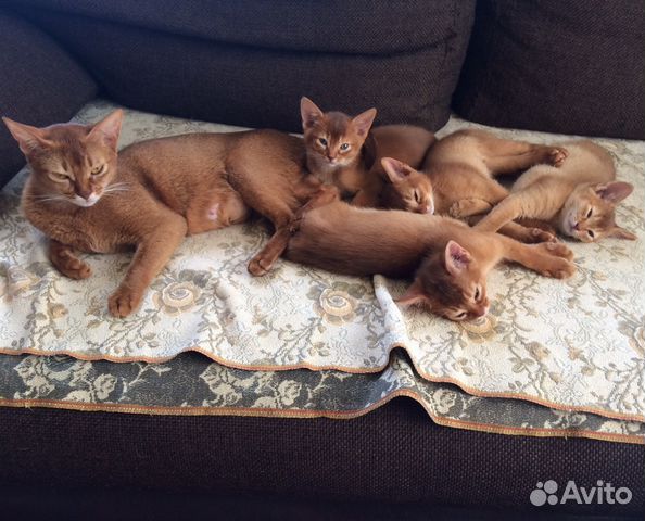 Абиссинские котята