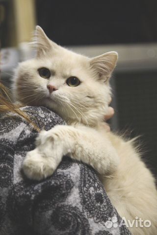 Персиковый котик Тишка ищет дом