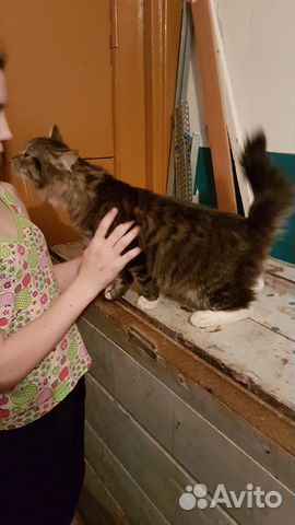 Молодой красивый котик