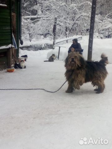 Спасите Бима