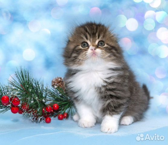 Шикарный котик хайленд фолд