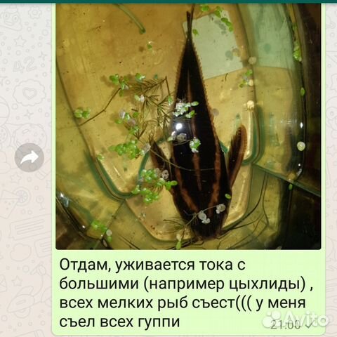 Сом, отдам за киндер