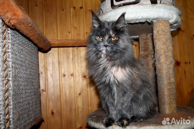 Мейнкун голубокрем солидная черепаха -эксклюзив