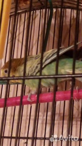 Отдам волнистого попугайчика