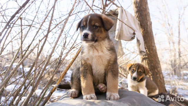 Отдам прелестных щенков, сделаем доброе дело