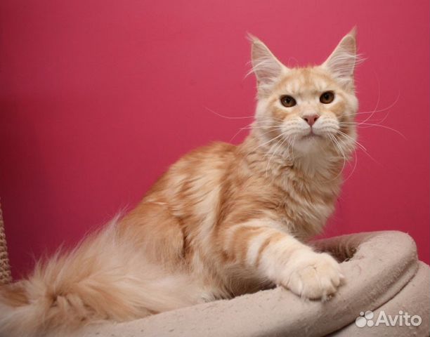 Котик мейн кун Франкфурт красный серебряный мрамор