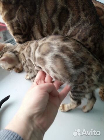 Девочка бенгалочка