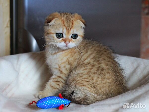 Драгоценный котик с малахитовыми глазами