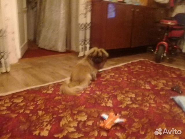 Пекинес