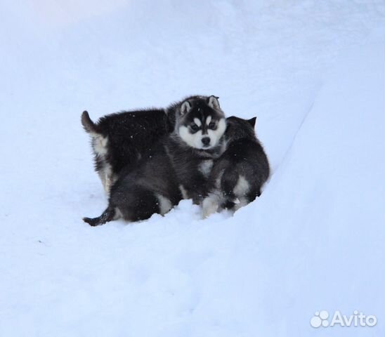 Хаски мальчик красавчик и девочки
