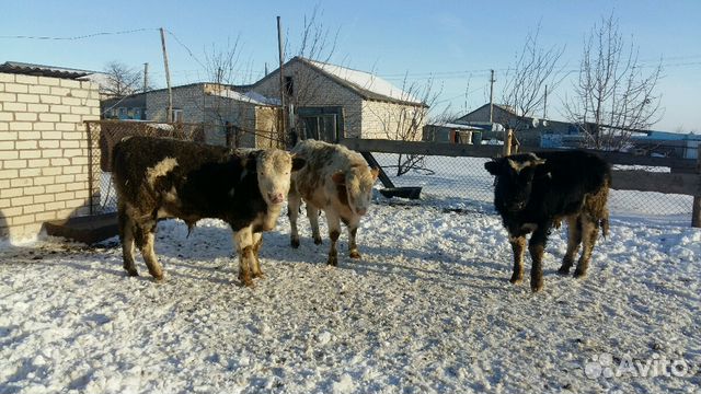 Быки и телки