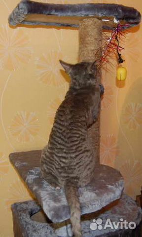 Кошечка взрослая