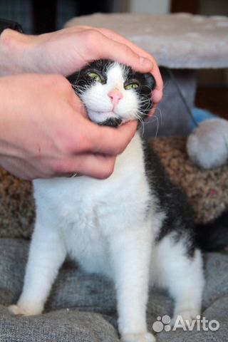 Котенок (метис корниш - рекса)