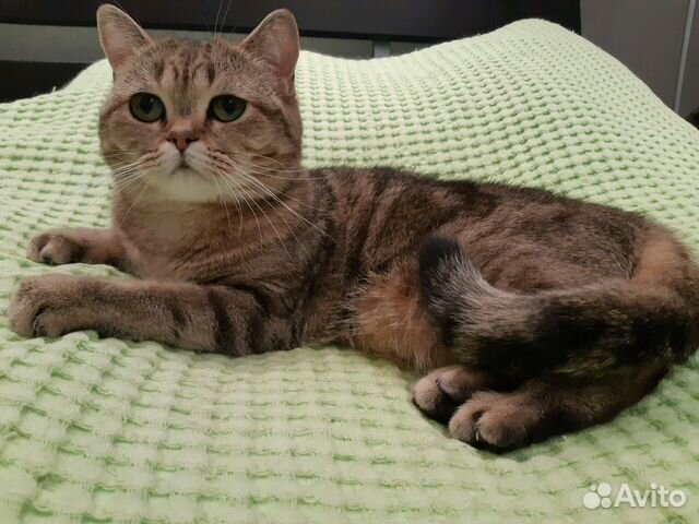 Мраморная золотая ласкуша 1 год