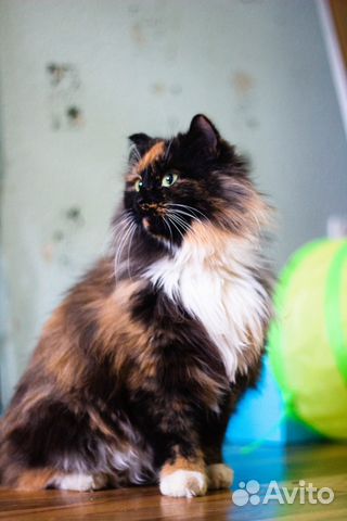 Красавица трехцветка на счастье