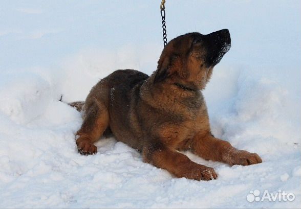 Суки редкого окраса и кобель, 3,5 мес, питомник рк