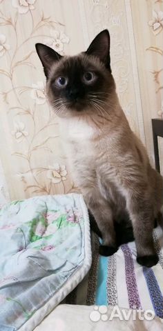 Отдам тайского кота (1 год) в очень хорошие руки