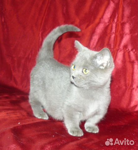Манчкин, котенок-такса